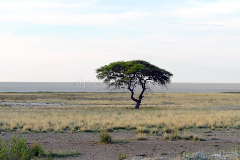 46,962 Savannah Tree Stock Photos - Free & Royalty-Free Stock Photos ...