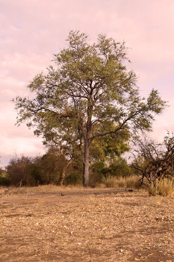 Savannah Tree stock photo. Image of decidious, african - 9129814