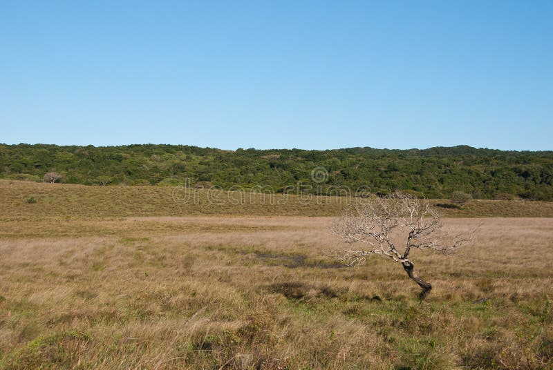 Savannah tree stock image. Image of bare, dried, tropics - 64296853