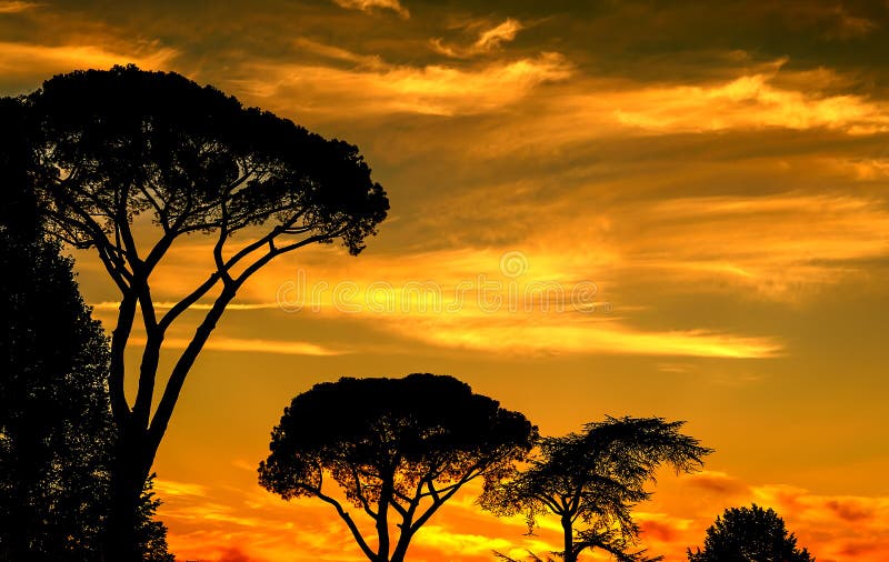 Savannah trees stock image. Image of sunset, national - 39382647