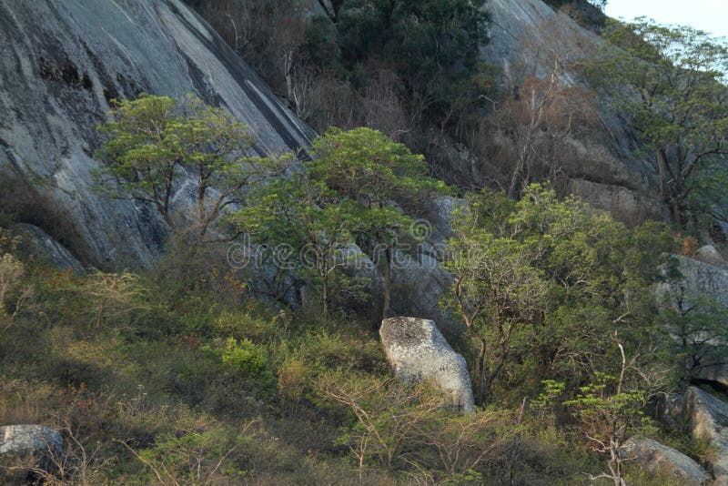 The Savannah in Zimbabwe stock image. Image of expanse - 136706087