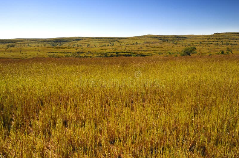 Savanne stock foto. Image of heet, achtergrond, savanne - 18034954