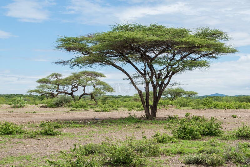 Savanne stockbild. Bild von afrika, gras, landschaft - 29201585
