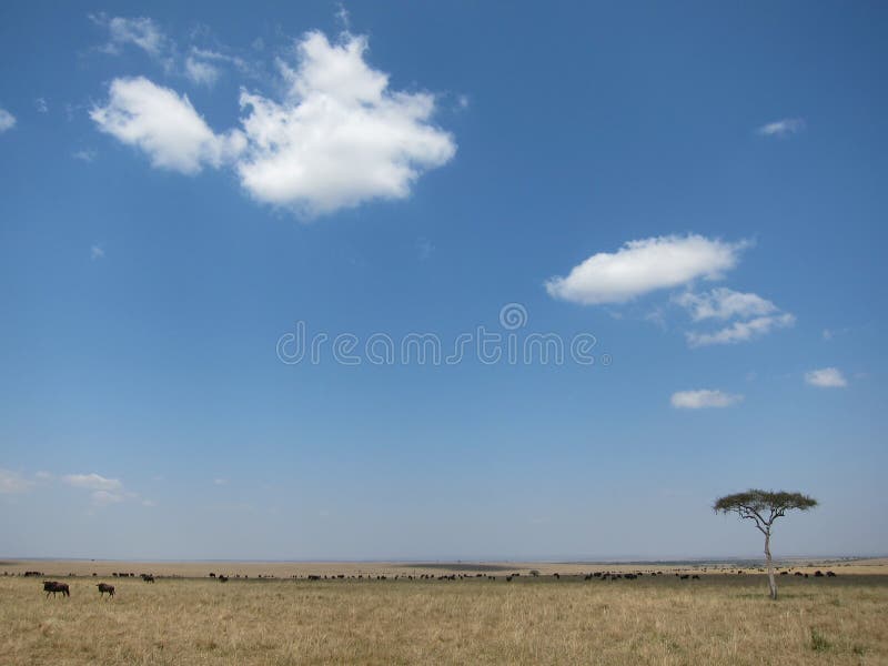 Savanne stockbild. Bild von laufwerk, abenteuer, herden - 37827257