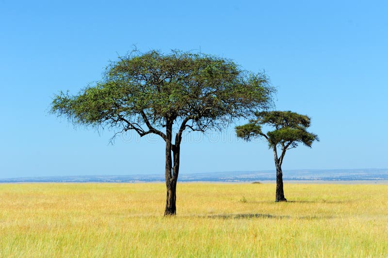 Die afrikanische Savanne stockfoto. Bild von reise, betrieb - 7944392