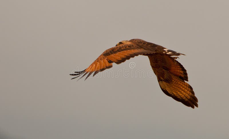 Savanne-Falke im Flug stockfoto. Bild von ausführlich - 25496962