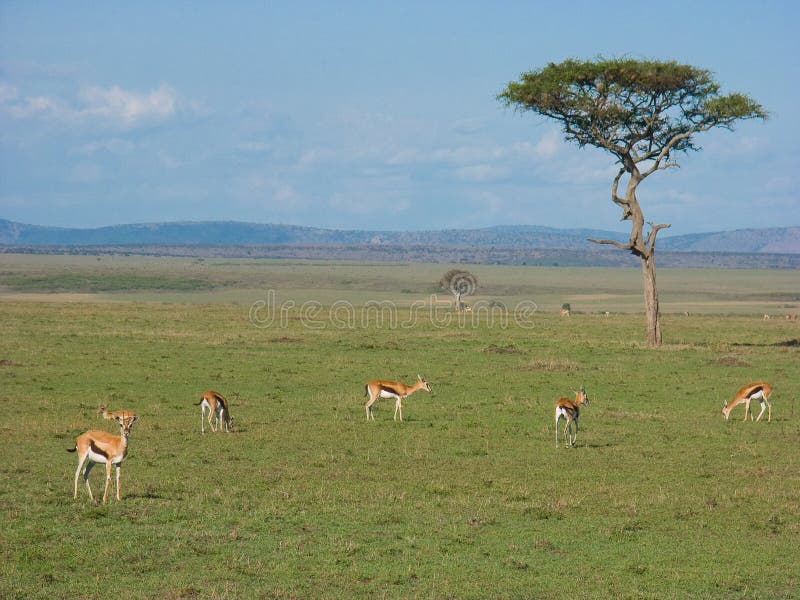 Savanne mit Gazellen stockbild. Bild von tansania, afrika - 11511445