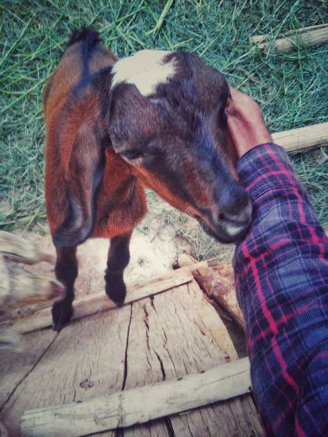 Save animals in Australia stock photo. Image of nature - 168545586