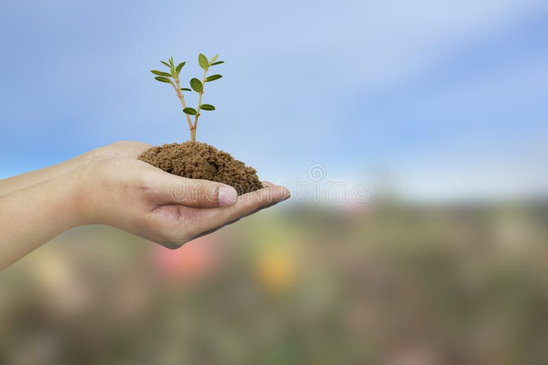 Save the Earth, Tree Seeds in Hand Stock Photo - Image of trees ...
