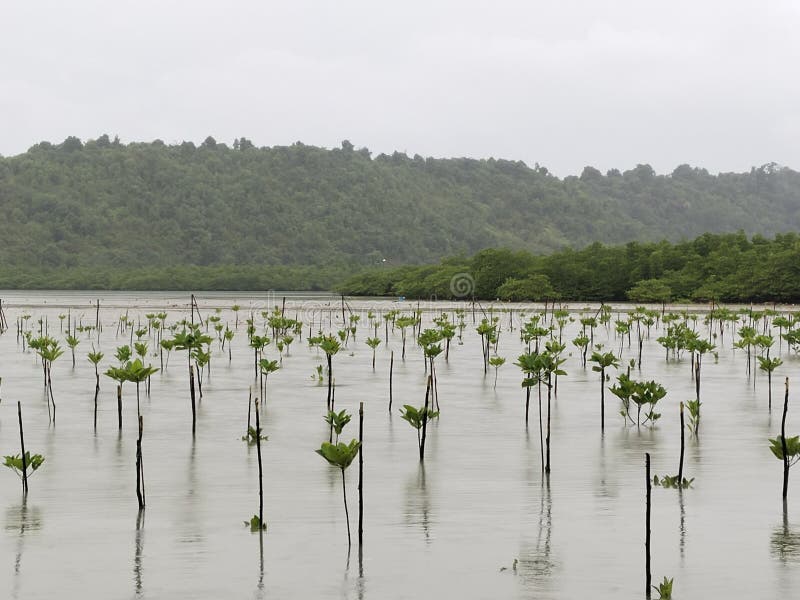 Mangrove Plants in Setokok, Riau Archipelago, Indonesia Stock Image ...