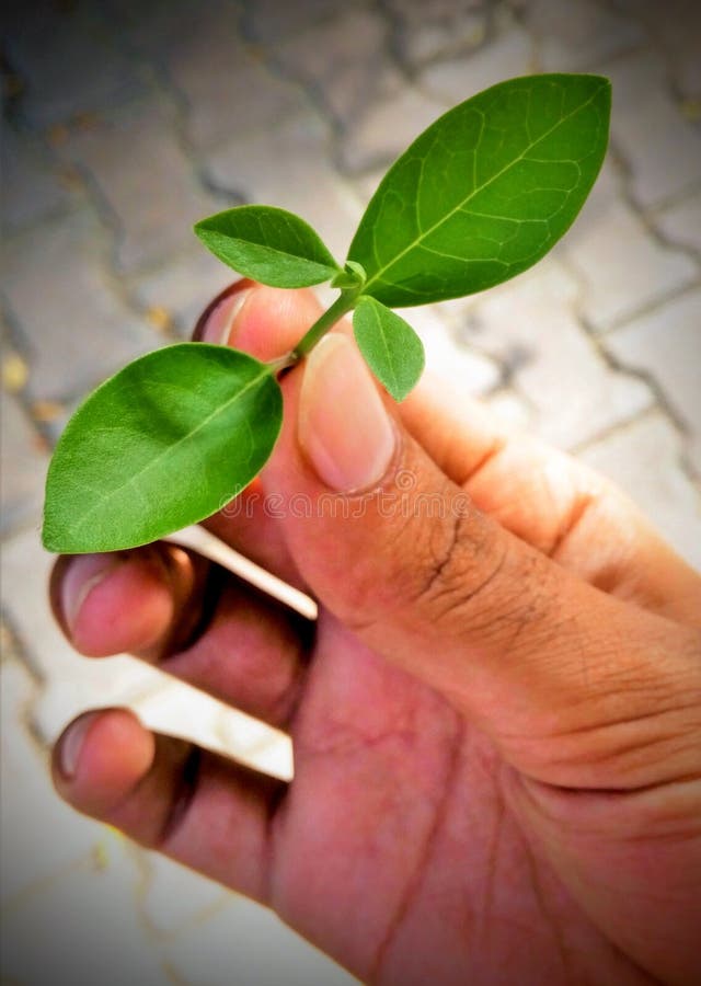 Save Earth Save Tree Save Life Theme Holding Green Leaf on Hand Stock ...
