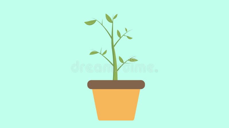 Save Earth Tree Animated Tree Seeds Growing in Pots Animated Save ...