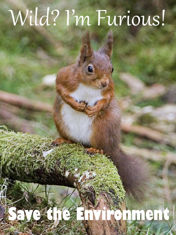 Save the Environment Message - Red Squirrel Stock Photo - Image of ...