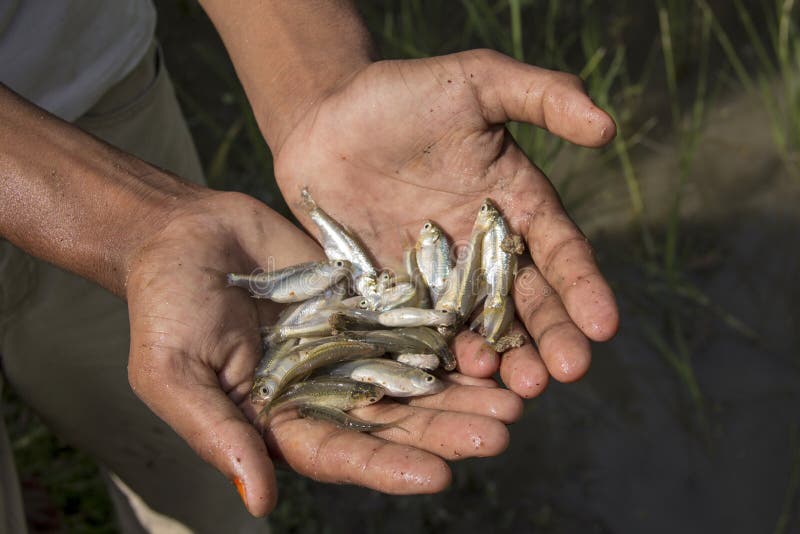 Save fish in our hands stock image. Image of food, fresh - 77375151