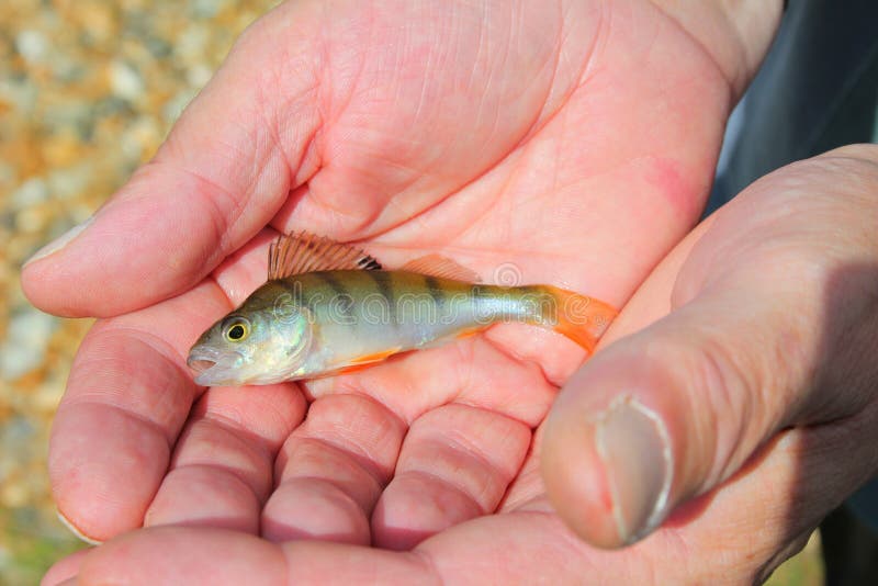 Save fish in our hands stock photo. Image of people, business - 77375156