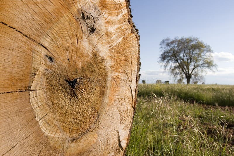 Save the forest stock image. Image of save, devastation - 5237161