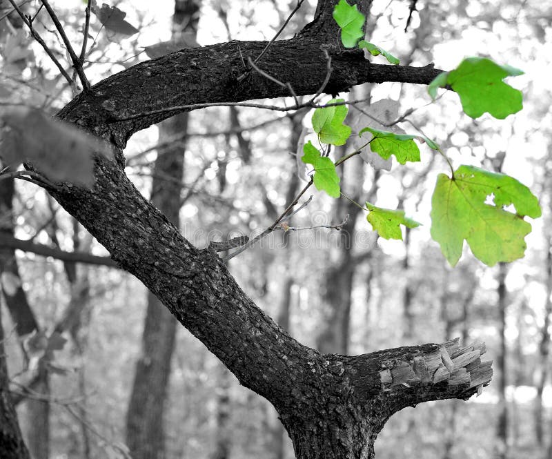 Save the forests stock photo. Image of ecology, safe - 11609732