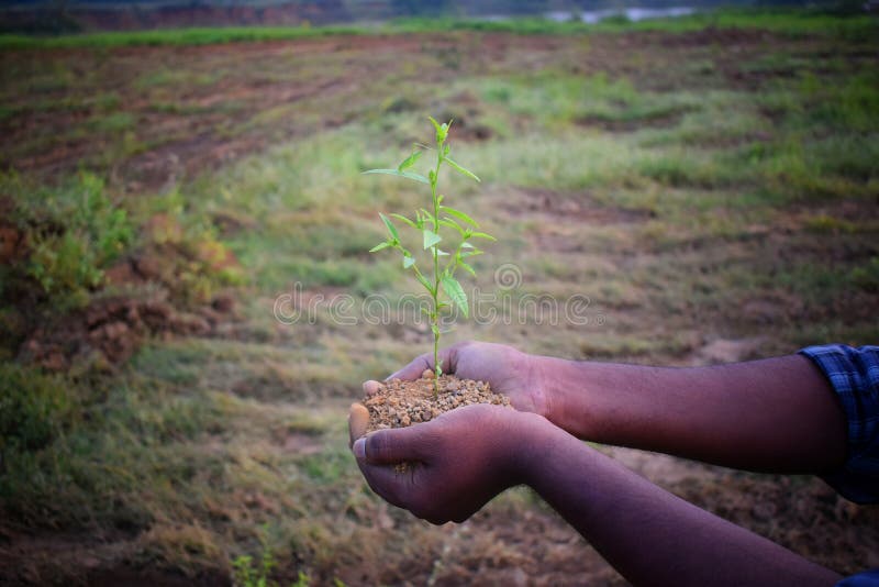 Save green tree stock image. Image of nature, wildlife - 200732465