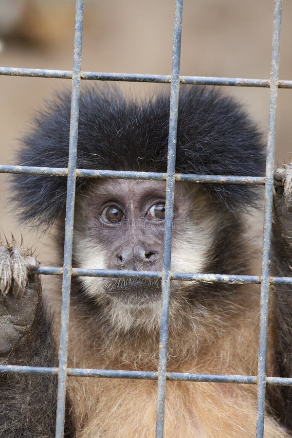 1,026 Monkey Jail Photos - Free & Royalty-Free Stock Photos from Dreamstime