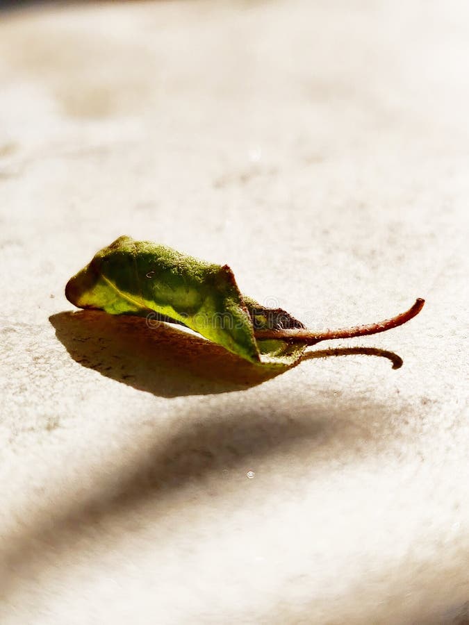 Leaf is no more stock image. Image of save, leaf, tears - 225357621