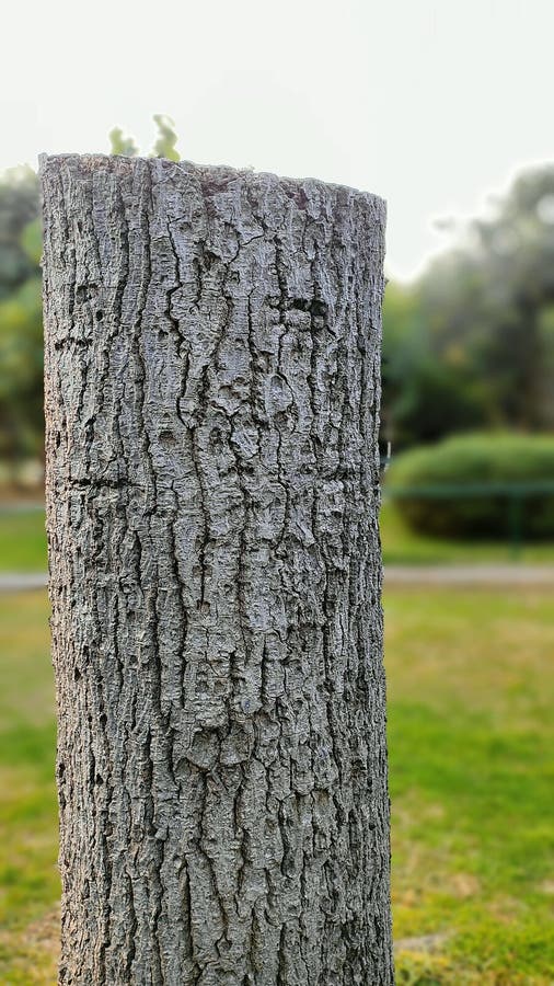 Save Nature, Save Trees stock image. Image of branch - 236519671