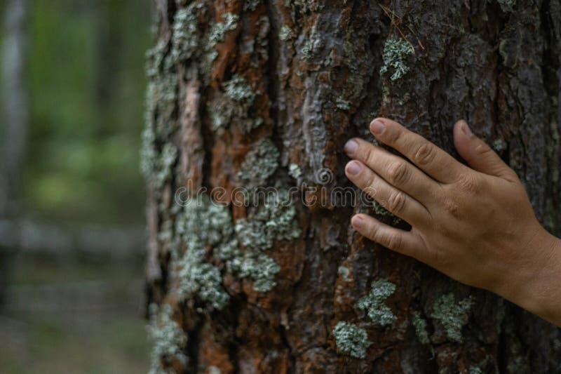 Save the Planet. Hands Gently Hug the Tree Trunk, Protecting it from ...