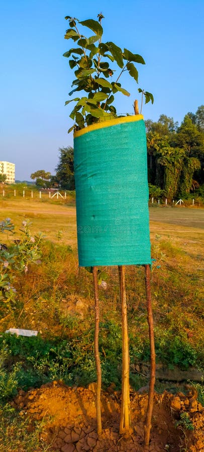 Save Plants Concept - Plantation Concept - Forestration Concept Stock ...