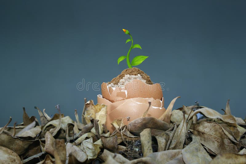 Save Plants - Protect Plants and Conserve Them Stock Image - Image of ...