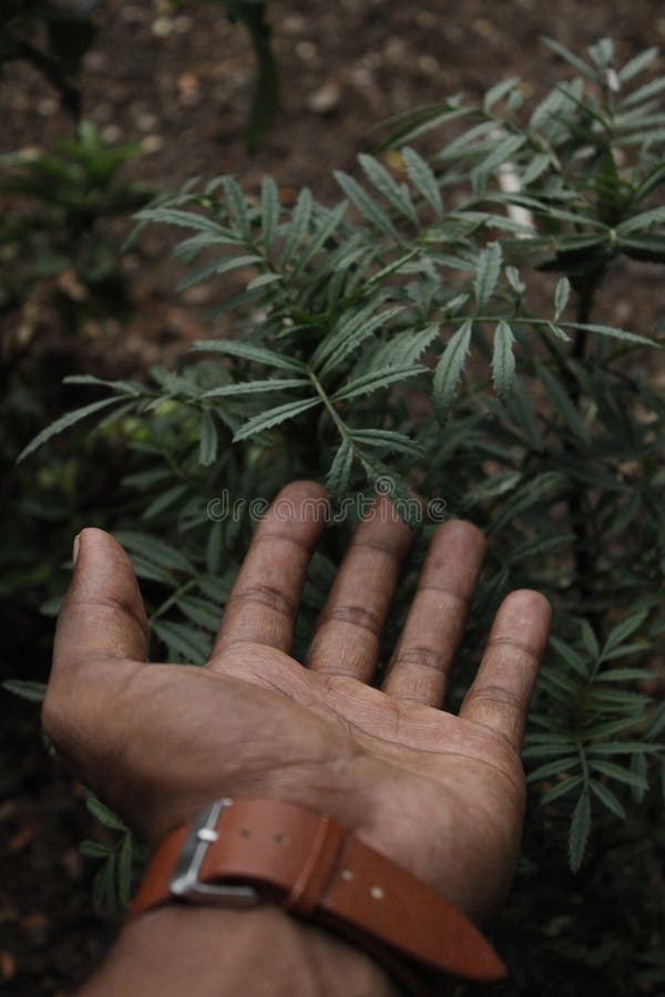 Save Plants - Protect Plants and Conserve Them Stock Image - Image of ...