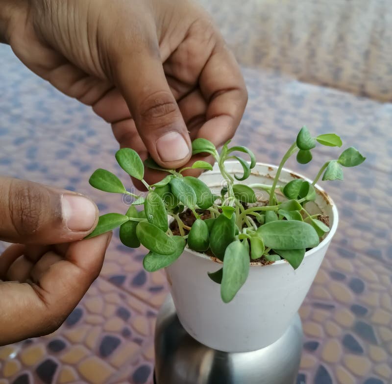 Save Plants - Protect Plants and Conserve Them Stock Image - Image of ...