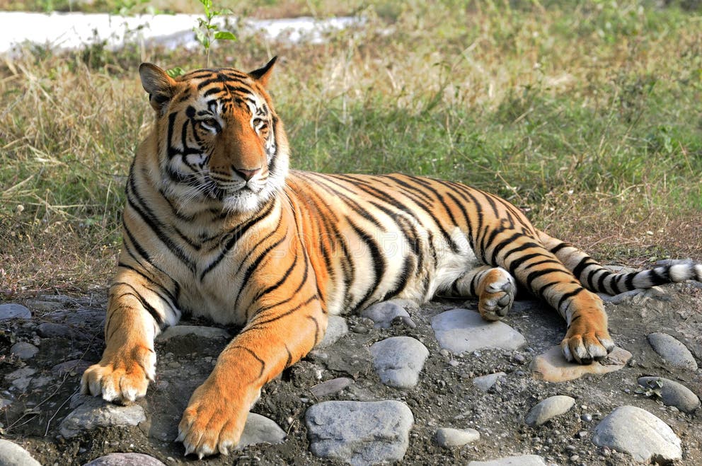 Save tiger project stock image. Image of forest, texture - 12463521