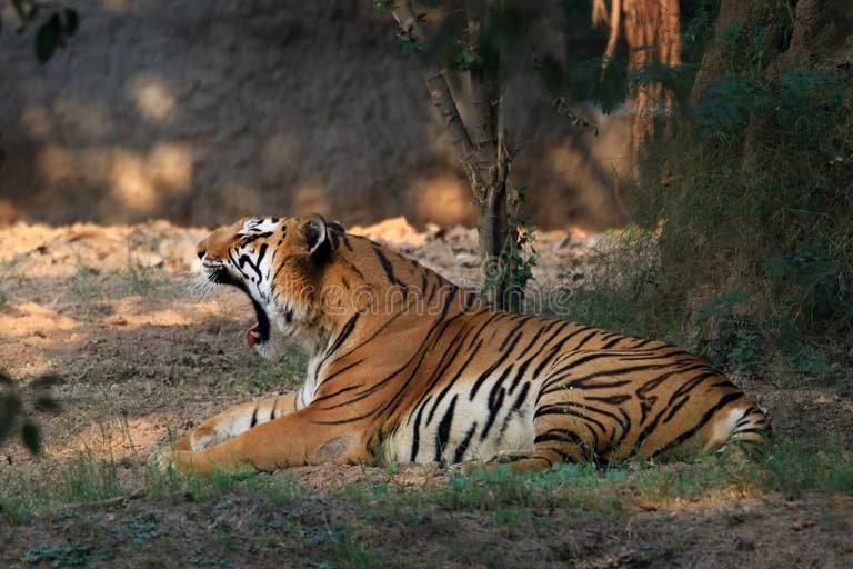 Save tiger project stock photo. Image of tiger, cats - 104895118