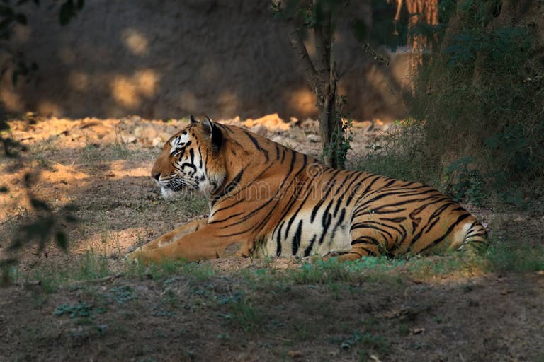 Save tiger project stock photo. Image of cats, wild - 104895172