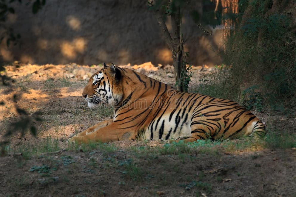 Save tiger project stock photo. Image of cats, wild - 104895172