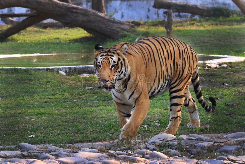 Save tiger project stock photo. Image of animal, wild - 104895286