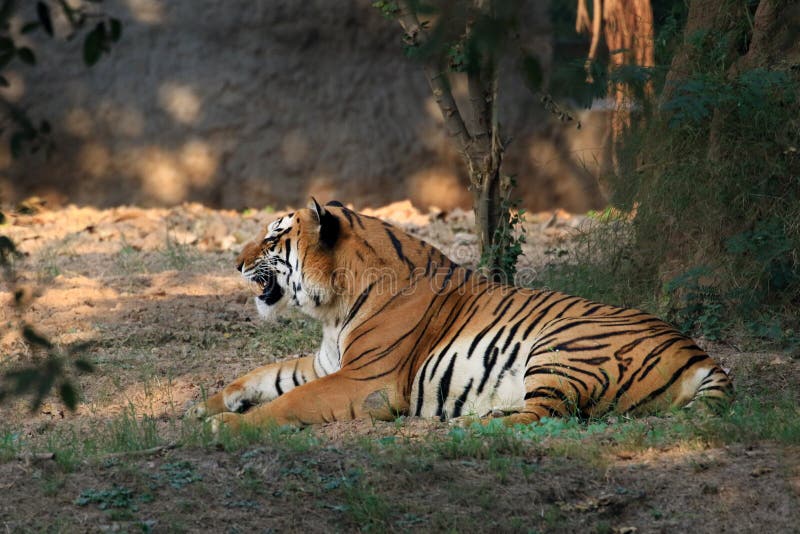 Save tiger project stock image. Image of forest, texture - 12463521