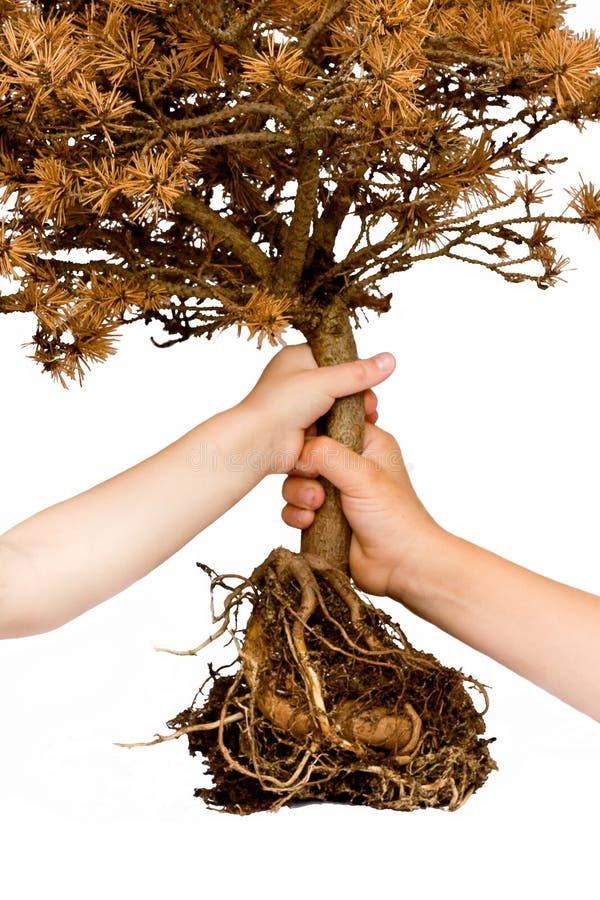 Save the tree ! stock photo. Image of hand, brown, save - 6103820