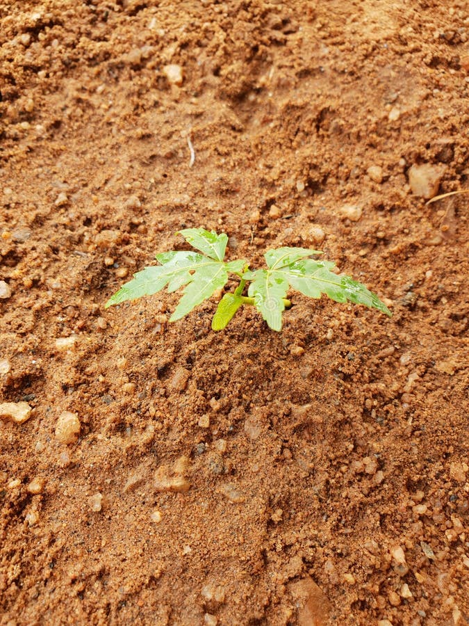 Neem trees stock photo. Image of greenish, nature, neem - 123911052