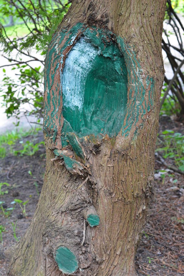 Save Tree with Pruning Paint after Snow Damage. a Tree Pruning Sealer ...