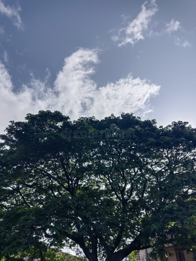 Save Tree Save Earth Blue Sky Stock Image - Image of save, blue: 256800277