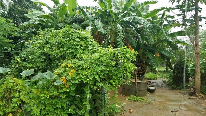 Save tree save water stock photo. Image of save, water - 123182614