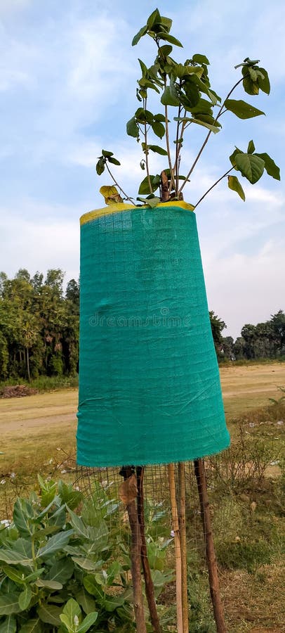 Save Trees Concept - Plant Protection from Animals-Plant or Tree Guards ...