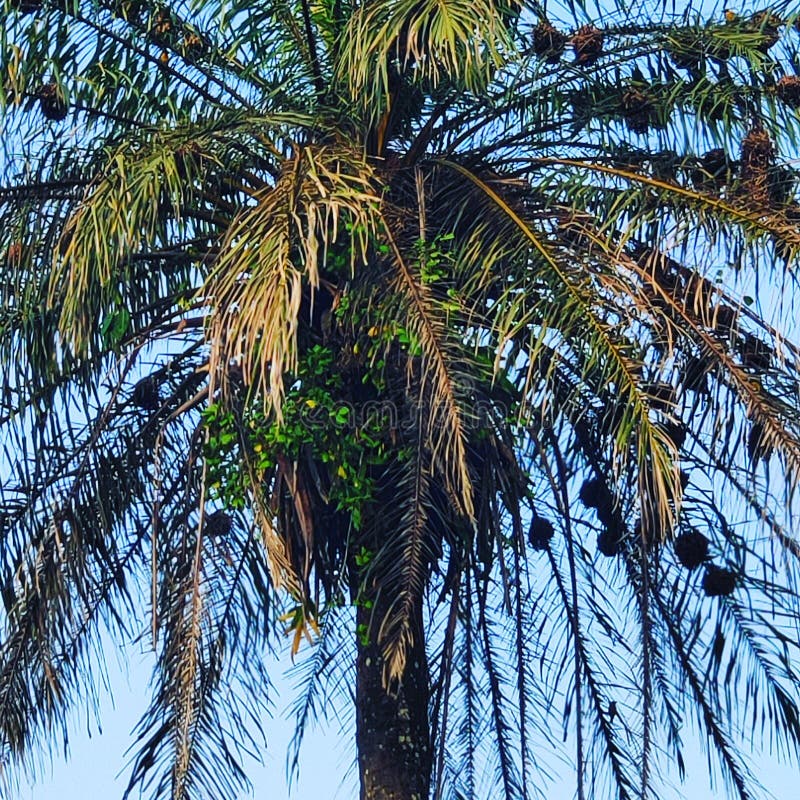 Save the trees! stock image. Image of depth, earth, dead - 12823723