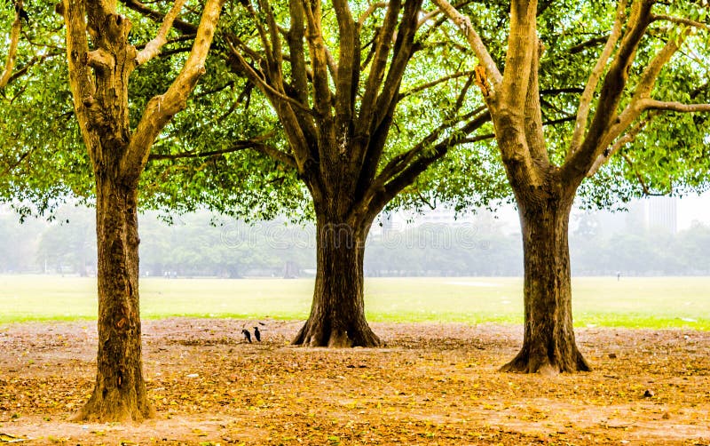 Save trees stock photo. Image of pollution, mrinal, nature - 131388278