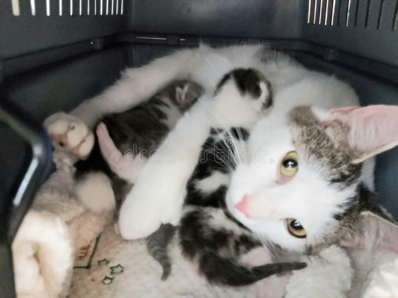 Saved stock image. Image of stray, kittens, home, saved - 161538295