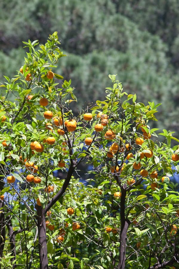 Savello Park.Rome. Italy. Orange Trees Stock Image - Image of ripe ...
