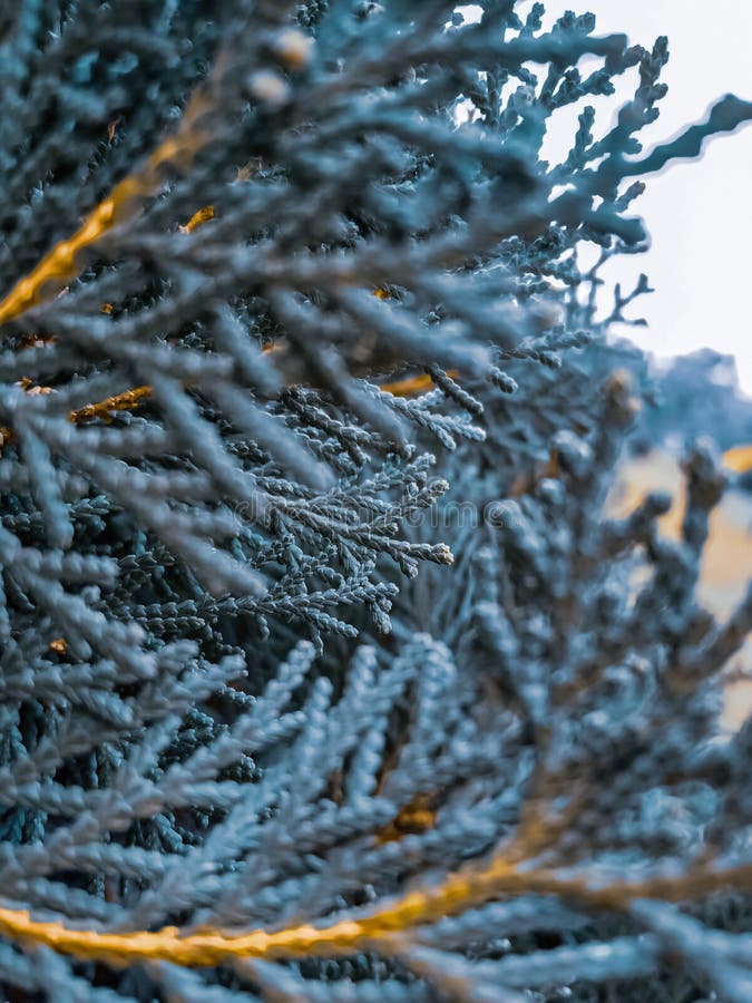 Savin Juniper Tree Image in Asia Stock Image - Image of india, tree ...