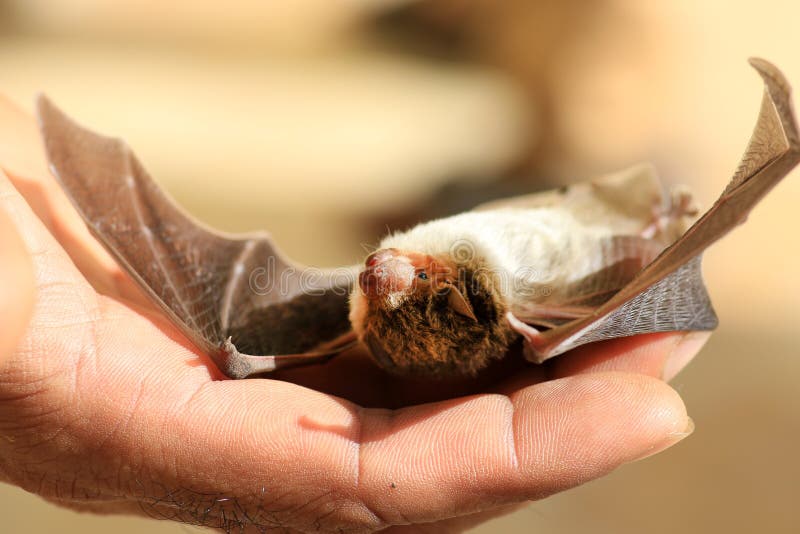 Saving bats stock image. Image of scary, born, body, animal - 62282579