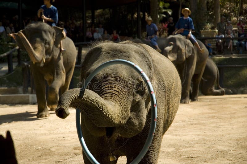 Saving Elephants editorial photo. Image of performer - 63747836