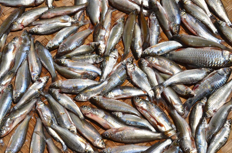 Drying carp fish stock image. Image of tied, meat, background - 51817523